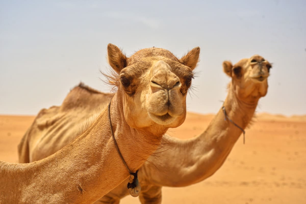 Influenza del cammello (MERS): quali sono i sintomi e cosa sappiamo
