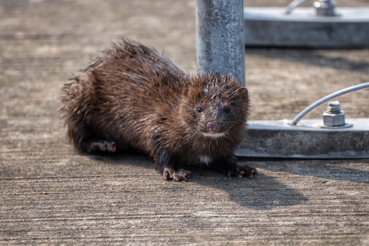 Covid, in Polonia una variante "invisibile" colpisce i visoni: cosa ...