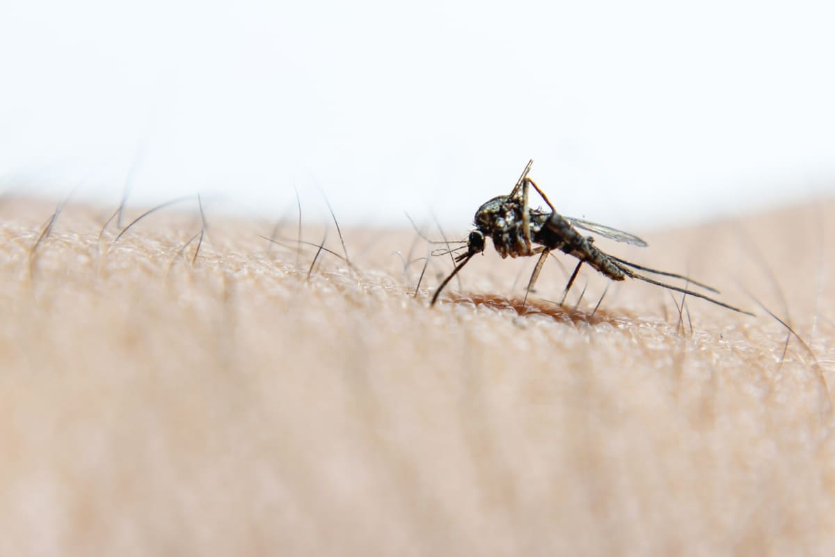 Virus Oropouche: che cos'è, sintomi, cause, come si cura e se è pericolosa
